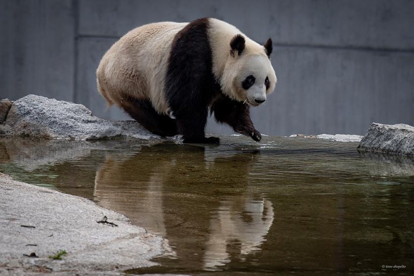 Six Things You Must Experience at Ähtäri Zoo – Explore Finland Radio Show